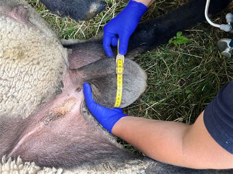 Ram Fertility Testing South East Farmer