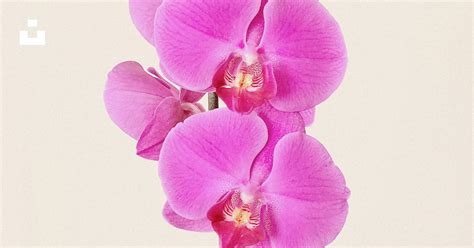 보라색 나방 난초 꽃 사진 Unsplash의 무료 꽃 이미지