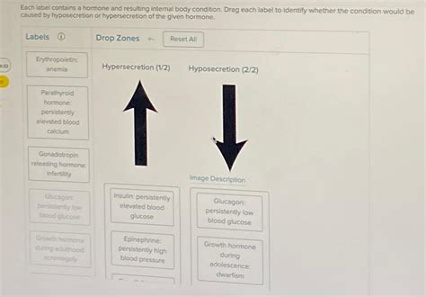 Solved Each Label Contains A Hormone And Resulting Internal