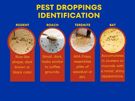 Effective Solutions For Pantry Pests In Mequon Nexus Pest