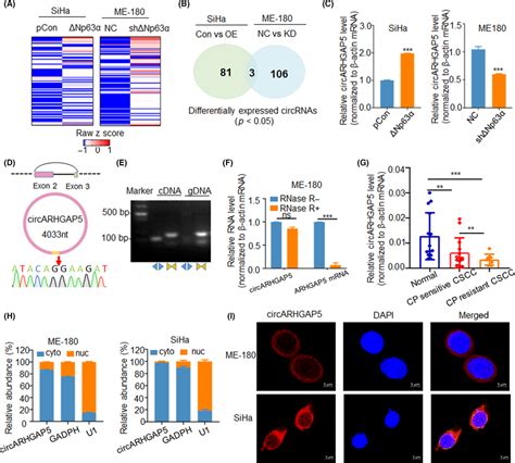 Identification And Characterization Of Circular Rna Arhgap5 Download Scientific Diagram