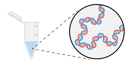 Introduction To DNA Sequencing Geneious