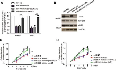 Reintroduction Of Jag1 Abolished The Anti Cancer Effects Of Mir 936 On
