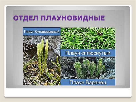 Споровые растения - презентация онлайн