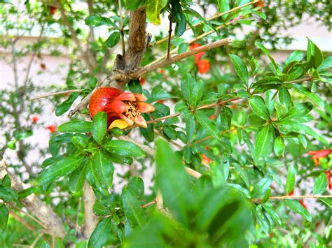 Premium Photo Pomegranate Tree With Flowers Pomegranate Background