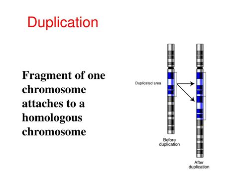 PPT Karyotypes And Mutations PowerPoint Presentation Free Download ID