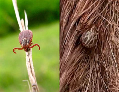 Dermacentor Reticulatus A Female B Male Download Scientific Diagram