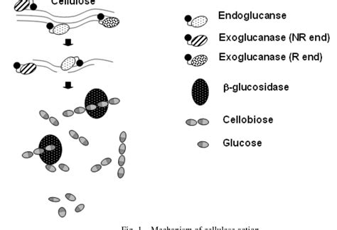 Pdf Progress In Research On Fungal Cellulases For Lignocellulose