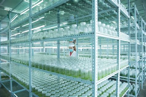 甘御兰铁皮石斛养生旅游基地四川峰上生物科技有限公司