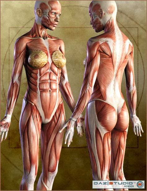 Female Anatomy Bundle Female Anatomy Skin Anatomy Muscle