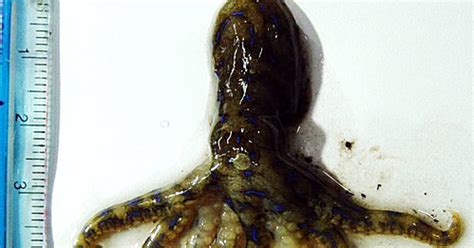 수과원 제주연안 맹독성 파란고리문어 조심하세요