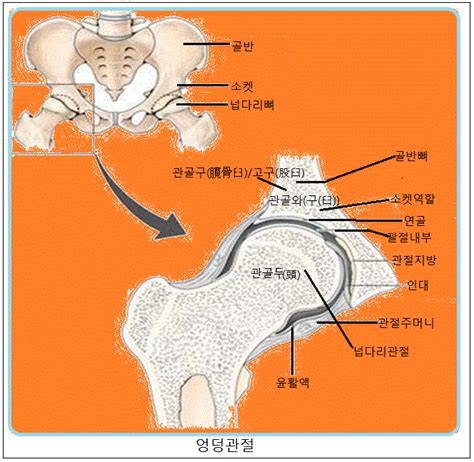 관절경축•관절면•관절입벌림장애•관절맥관그물•관절맥관망•관절혈관그물•관절혈관망•관절융모•맥관그물•맥관망•혈관망•건조습진•농뇨•초감염소•신실질 네이버 블로그