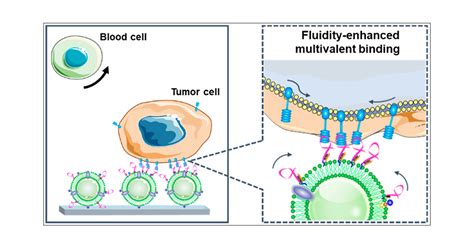 Fluidic Multivalent Membrane Nanointerface Enables Synergetic Enrichment Of Circulating Tumor
