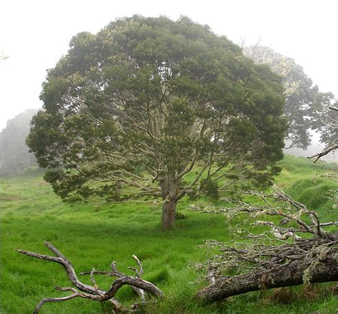 Best Images About Hawaii Plants On Pinterest Trees White Flowers And Beautiful Hands