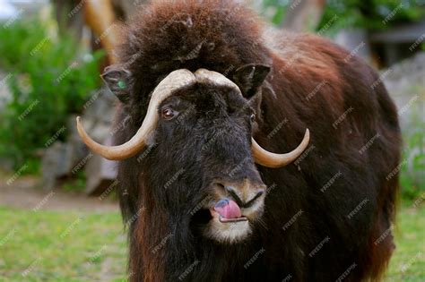 Premium Photo Portrait Of An Angry Musk Ox With Big Horns