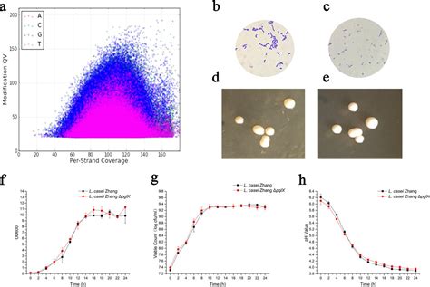 Lactobacillus Casei Colony Morphology