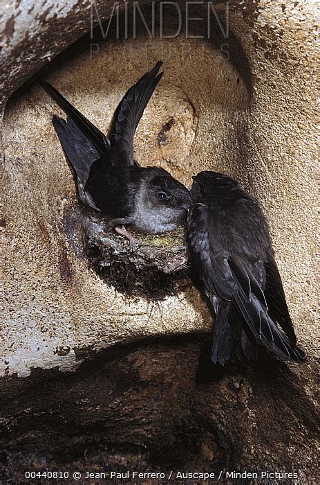 Swiftlet Nest Swiftlet Nest