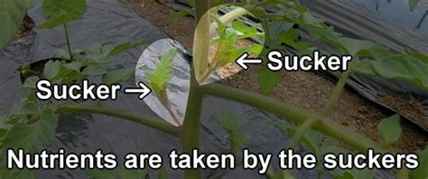 Growing Tomato Plants Remove The Tomato Suckers And Prep Soil For