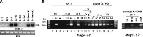 Characterization Of Mage A Genes A RNA Expression Of Mage A Genes Download Scientific