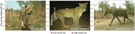 Figures And Data In Humans Disrupt Access To Prey For Large African Carnivores Elife