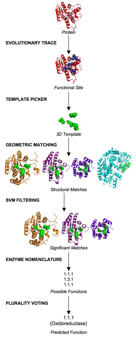 Illustration Of The Automated Functional Annotation Pipeline Download Scientific Diagram