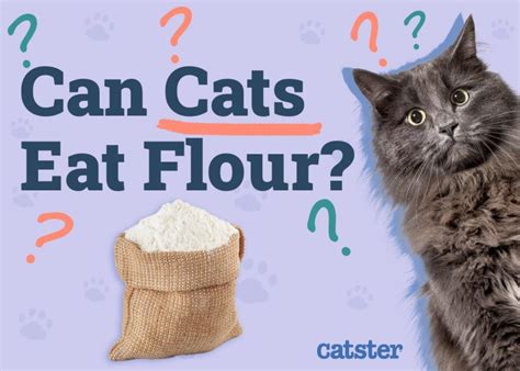 Nasal Cancer In Cats Our Vet Explains When To Euthanize Catster