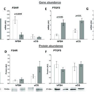 Sexual Maturity Status Pre Puberty Or Maturity Affect Abundance Of Download Scientific