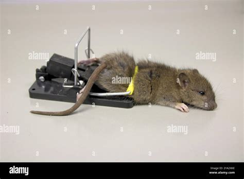 Mammal Traps Hi Res Stock Photography And Images Alamy
