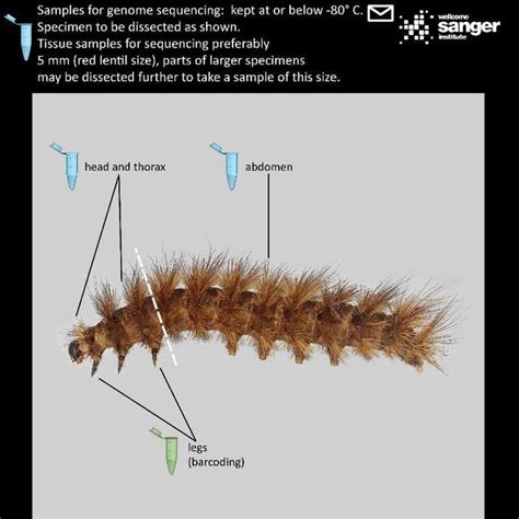 Lepidoptera Larvae Lepidoptera Larvae Download Scientific Diagram