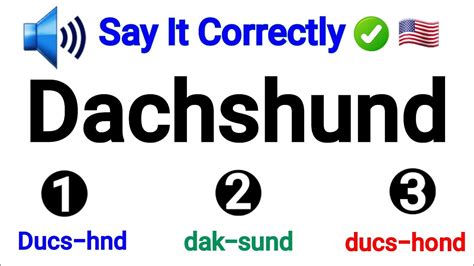 🇺🇲how To Pronounce Dachshund How To Say Dachshund Correctly Youtube