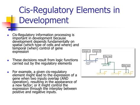 PPT Modeling DNA Sequence Based Cis Regulatory Gene Networks PowerPoint Presentation ID