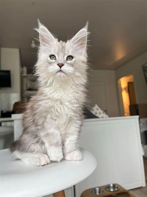 Lilu Maine Coon Kitten Affordable Kittens