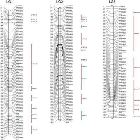 Examples Of The Fine Radiation Hybrid Physical Map Used And The Download Scientific Diagram