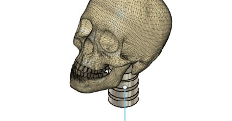 brain and skull autodesk community gallery