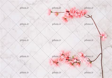 عکس با کیفیت دو شاخه درخت پر شده از شکوفه های صورتی بهاری در پس زمینه