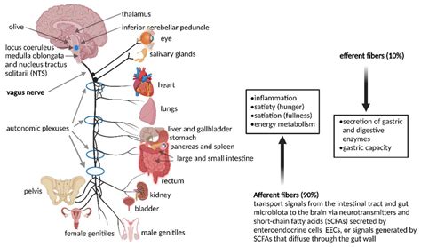 Neurotransmitters Diagrams
