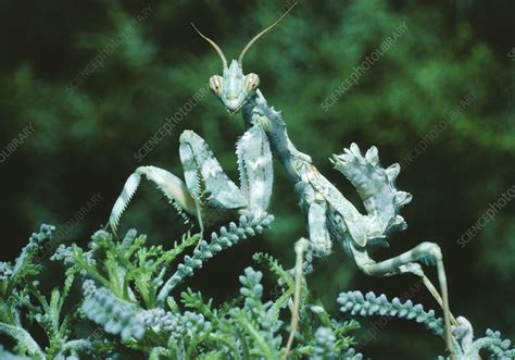 Praying Mantis Camouflage