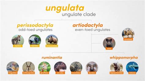 All 13 Types Of Ungulate Oddeven Toed And Whales Textbook Travel