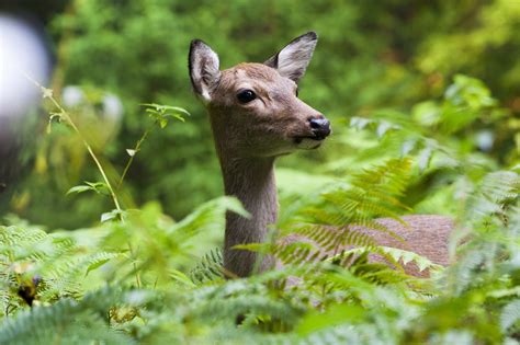 Willshire The Yakushima Deer Cervus Nippon Yakushimae Also Known