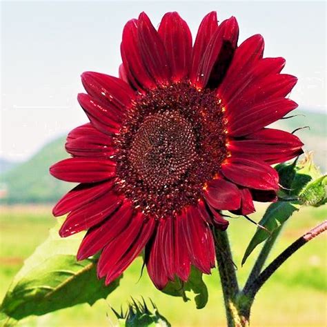 51red Sun Sunflower Seeds Branching Cut Flowers Summer Garden Native