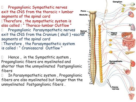Ppt Autonomic Nervous System Part 1 Powerpoint Presentation Free