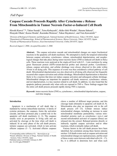 Pdf Caspase Cascade Proceeds Rapidly After Cytochrome C Release From Mitochondria In Tumor