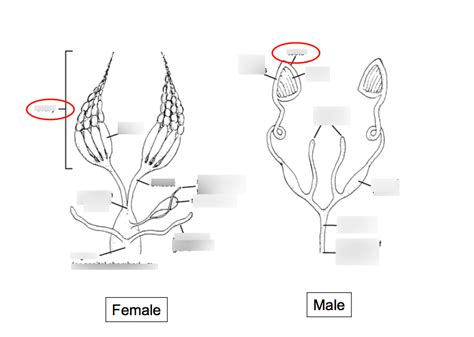 Insect Reproductive System Diagram Quizlet