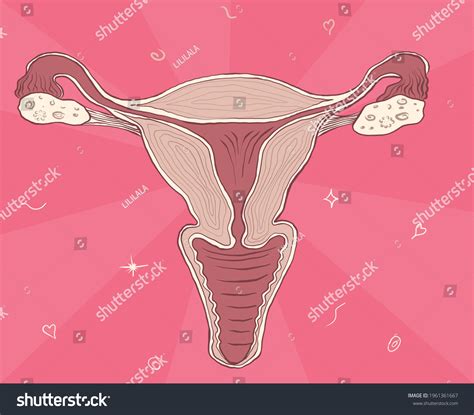 Dog Uterus Anatomy