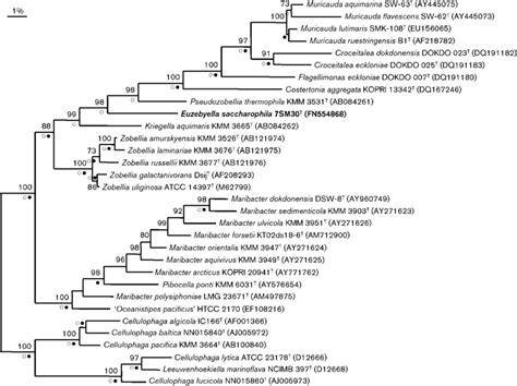 Maximum Parsimony Phylogenetic Tree Based On Almost Complete 16s Rrna Download Scientific