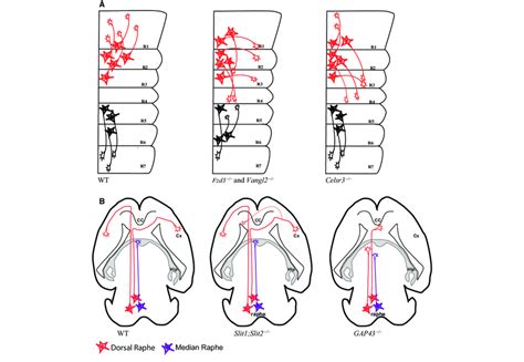 Schematic Representations Of Main Axon Pathfinding Defects In The