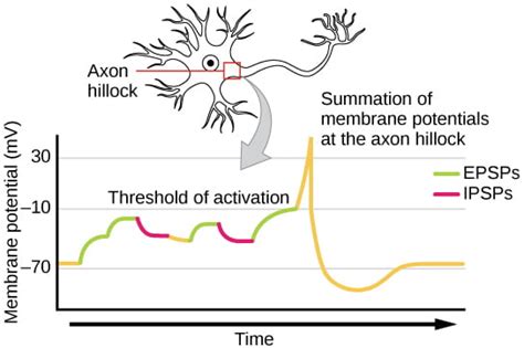 Neurons Organismal Biology