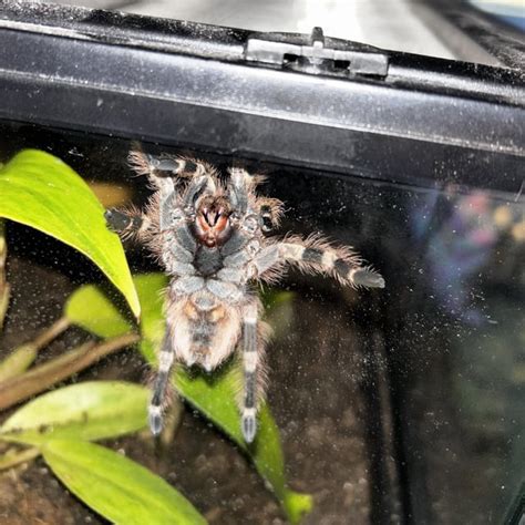 Can You See The Sex Of My Tarantula And Does Her Fangs Look Okay To