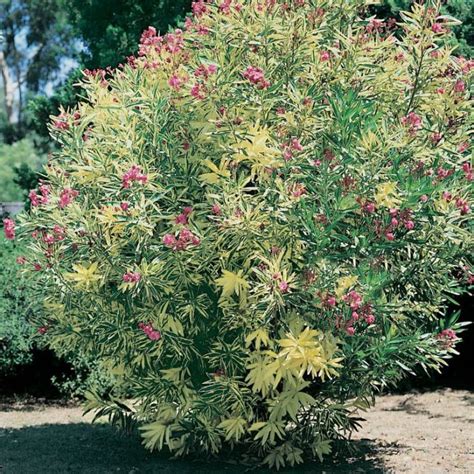 Oleander Variegated Double Pink Flower Power