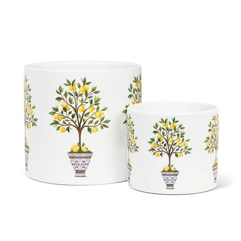 Lemon Tree Pot Flowers Talk Tivoli